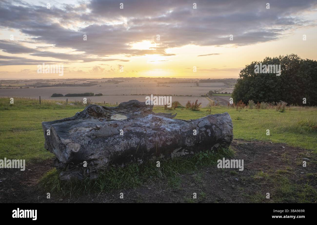 Horses pasturing in a rural landscape under warm sunlight with blue ...