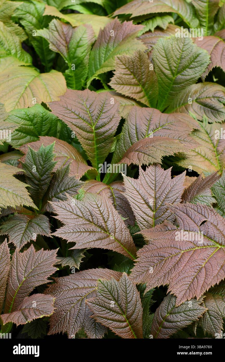 Rodgersia podophylla. Rodgers' bronze-leaf plant leaves growing in a ...
