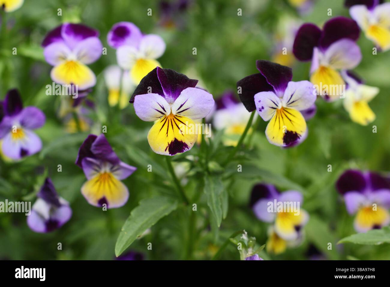 Viola cornuta Johnny Jump Up flowering in May, springtime, UK Stock ...