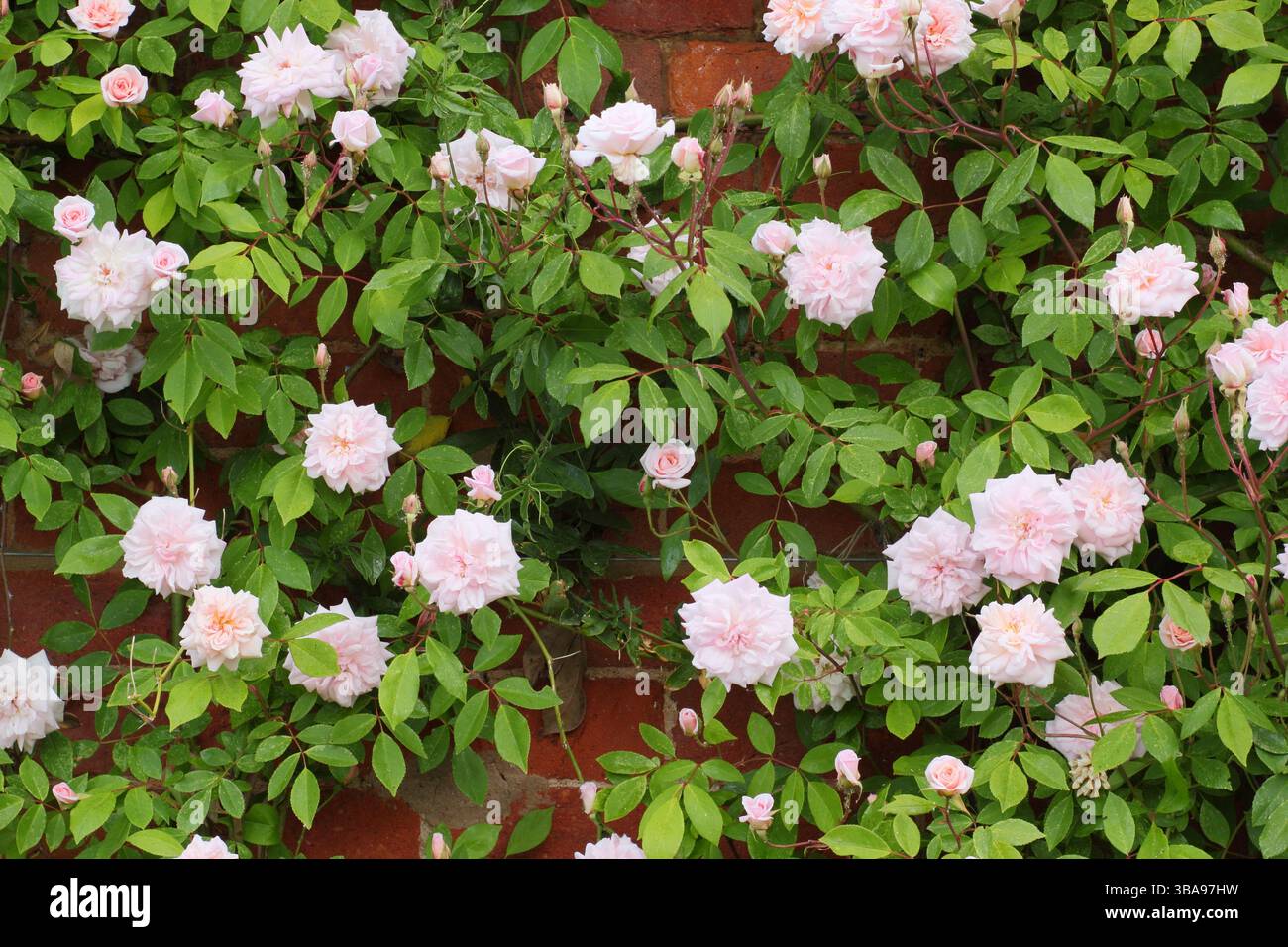 Climbing rose wall hi-res stock photography and images - Alamy