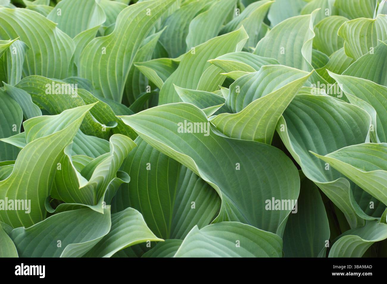 Hosta Krossa Regal plantain lily displaying characteristic grey blue ...