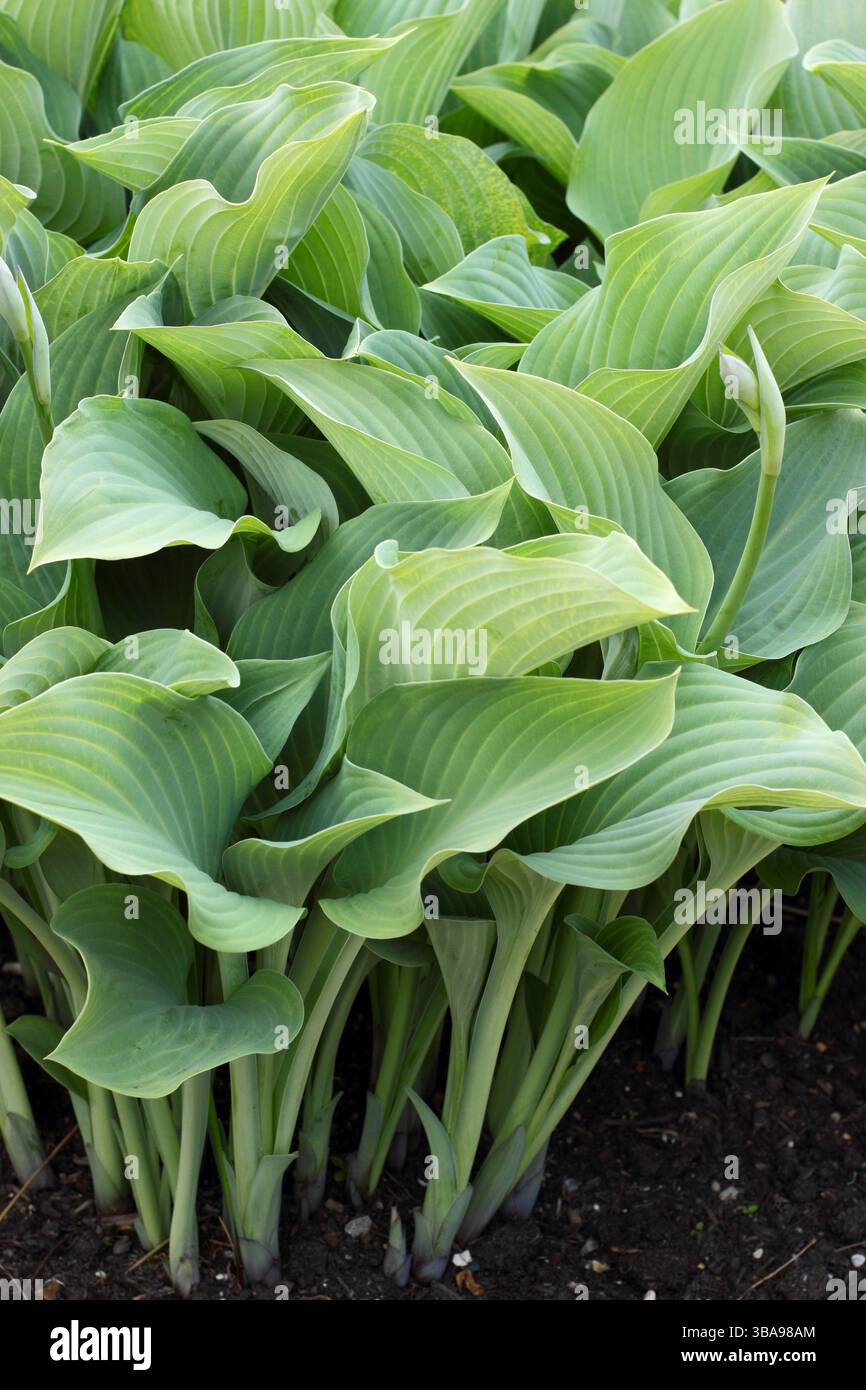Hosta Krossa Regal plantain lily displaying characteristic grey blue ...