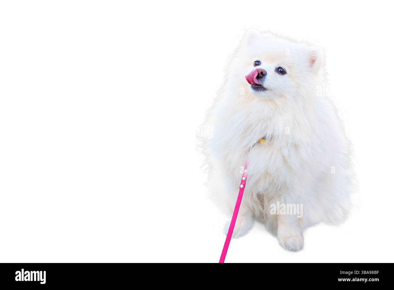Fluffy white Spitz-type dog with a red leash, playfully licking its ...