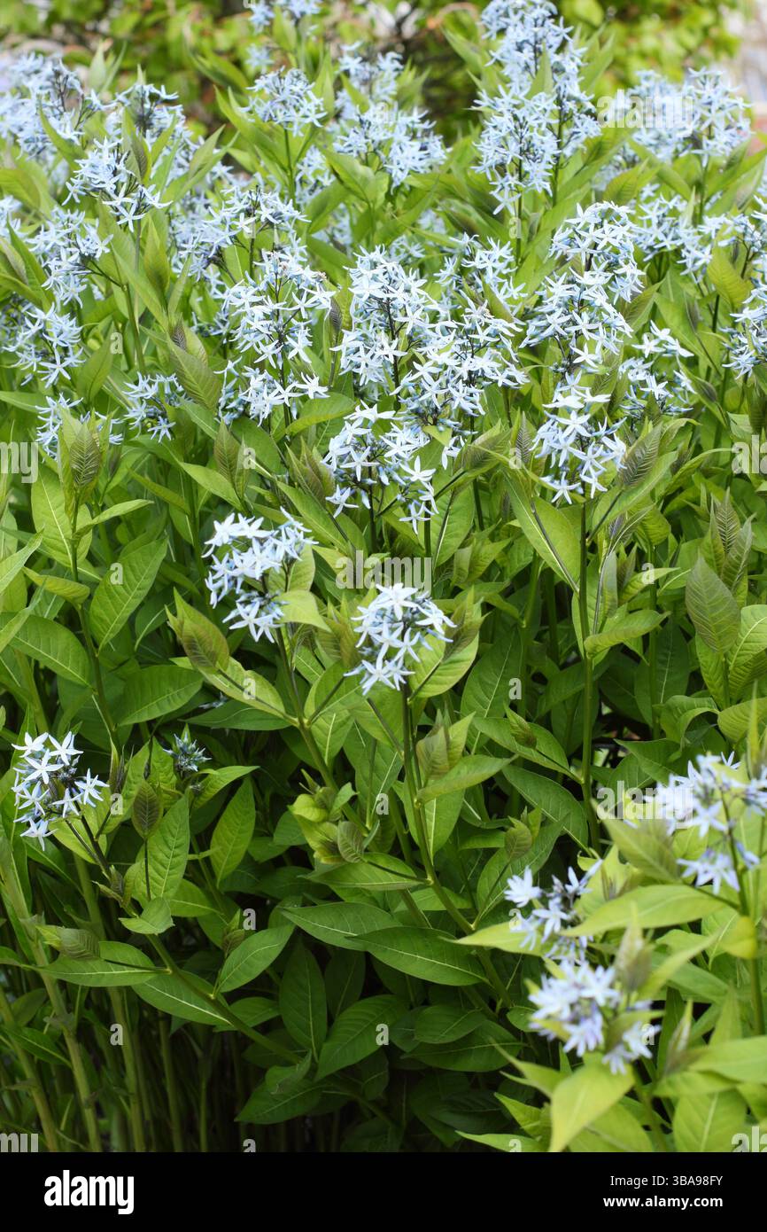 Amsonia Illustris, Ozark bluestar displaying characteristic starry blue ...