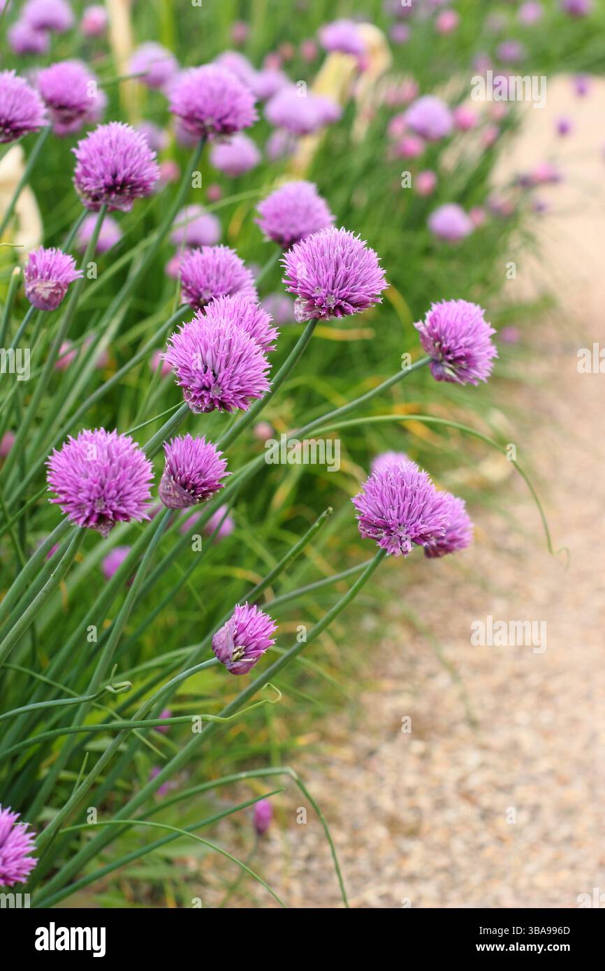 Allium schoenoprasum. Chives, a culinary herb, flowers in a late spring ...