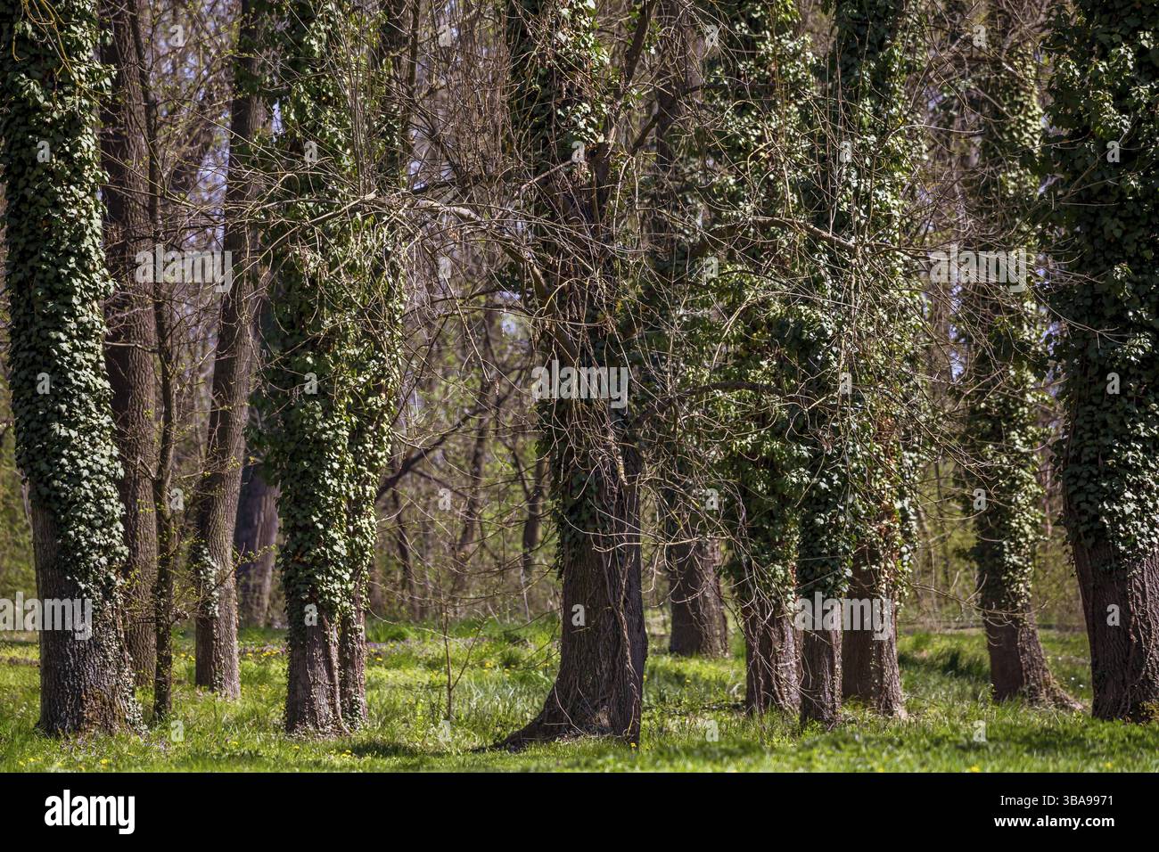 Old trees, gazebo and ruins of old chapel in English park of baroque ...