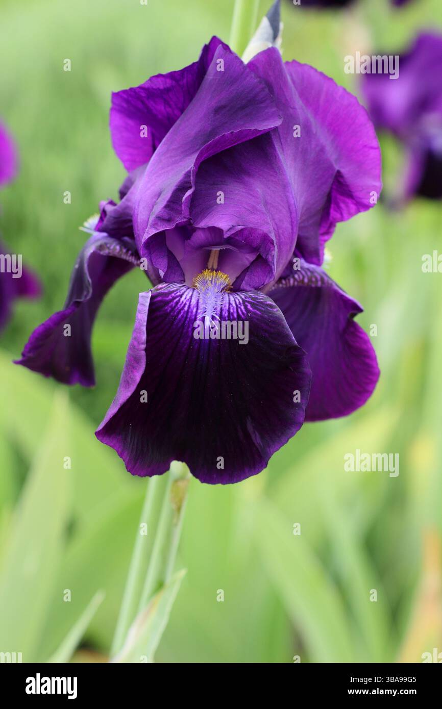 Iris Sable, a fragrant perennial displaying characteristic deep purple ...