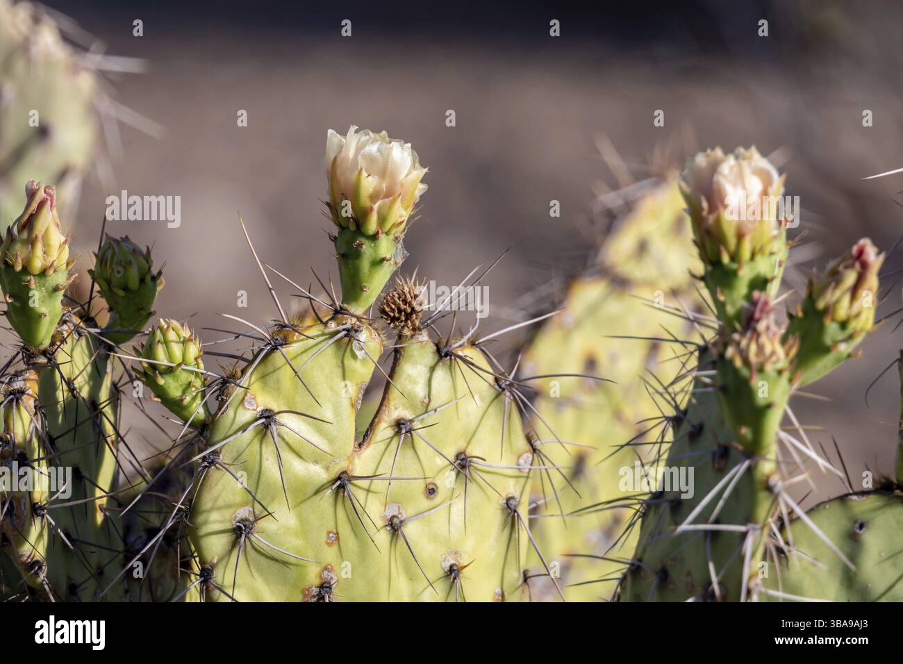 Sonoran desert national park photos hi-res stock photography and images ...