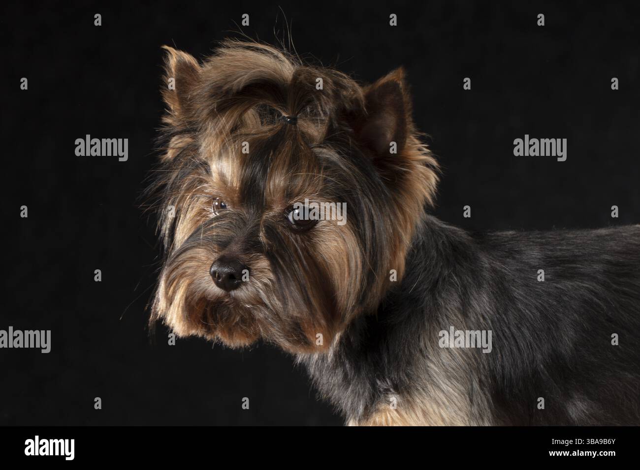 Curious elegant yorkshire terrier hi-res stock photography and images ...