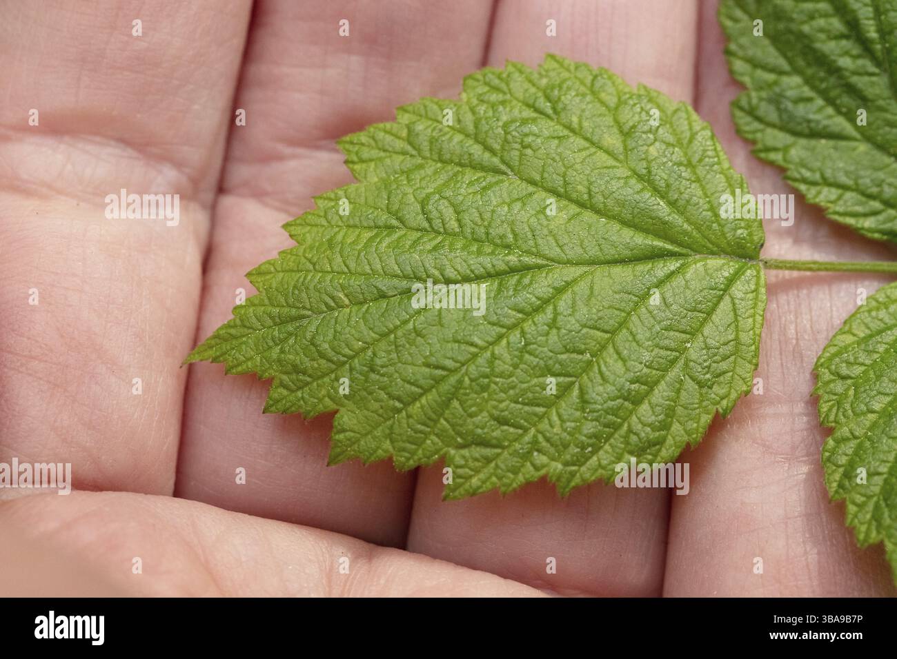 Green leaf in the palm of the hand Stock Photo - Alamy