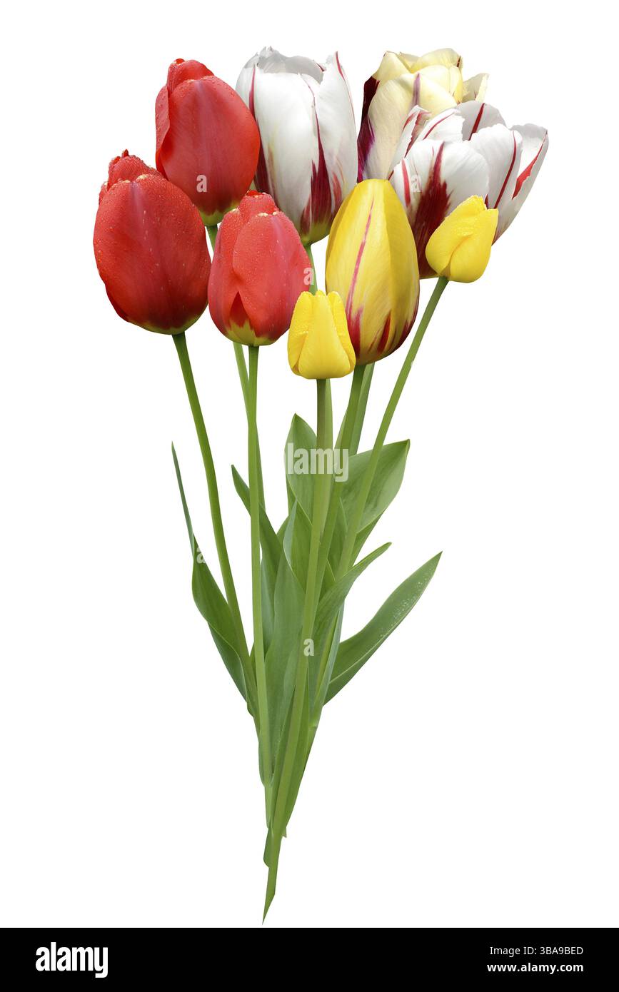 Spring picture flowers in Cut Out Stock Images & Pictures - Alamy