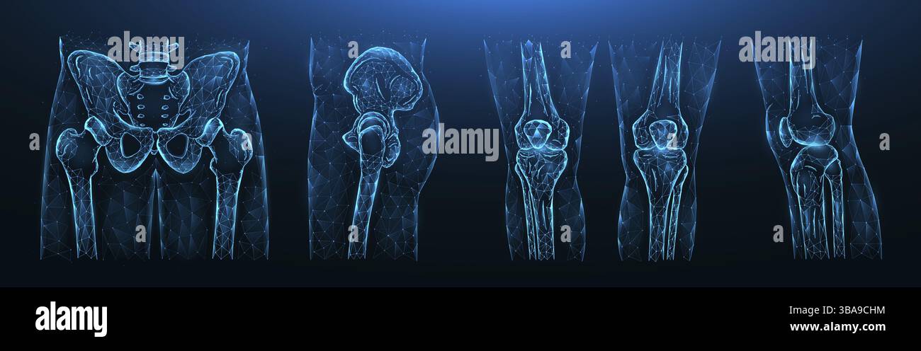Polygonal vector illustration of the pelvis, hip joint and knees on a ...