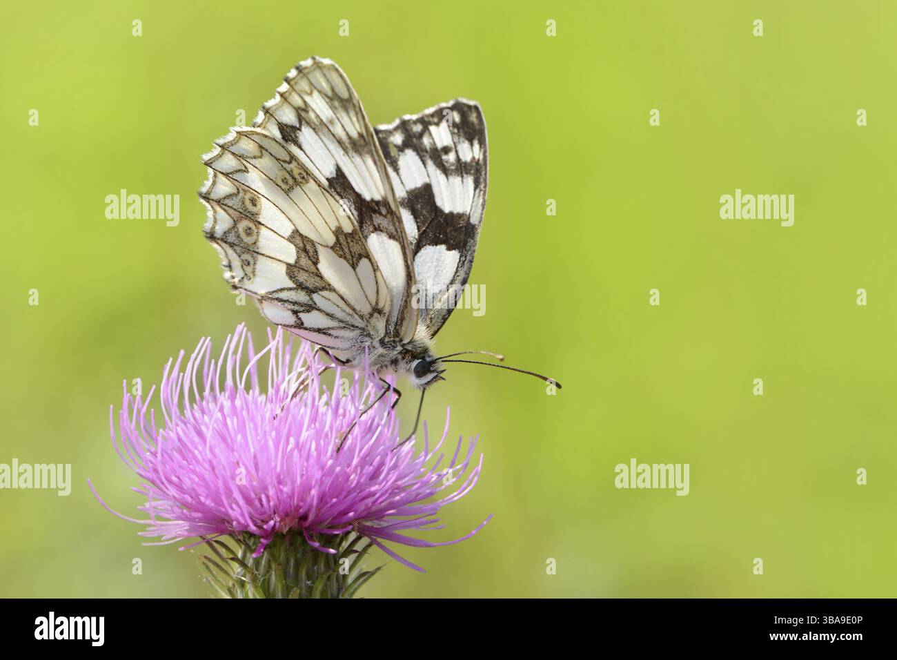 Checkered butterflies hi-res stock photography and images - Alamy