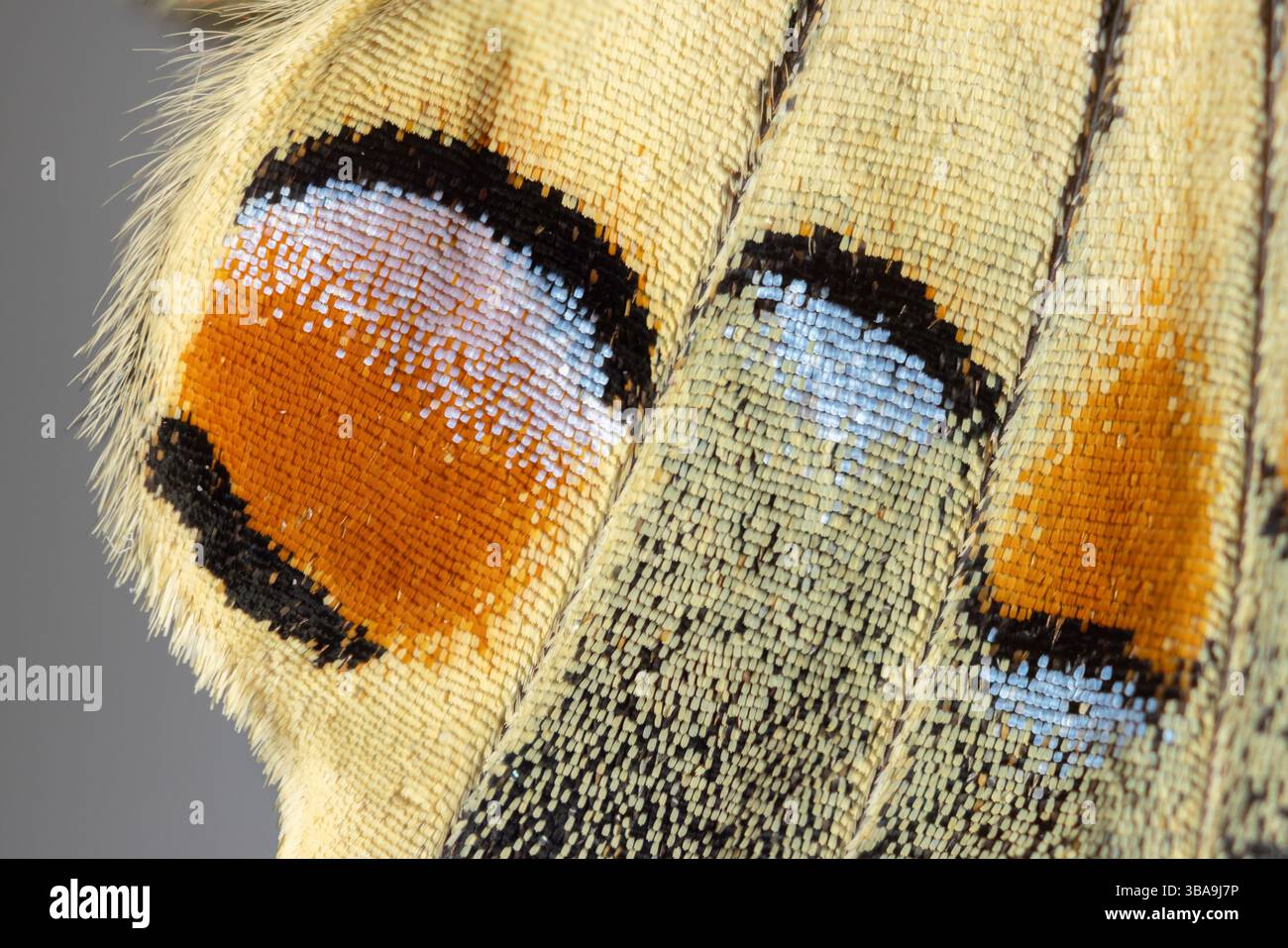 Extreme Macro Texture of a Swallowtail Butterfly Wing Stock Photo - Alamy