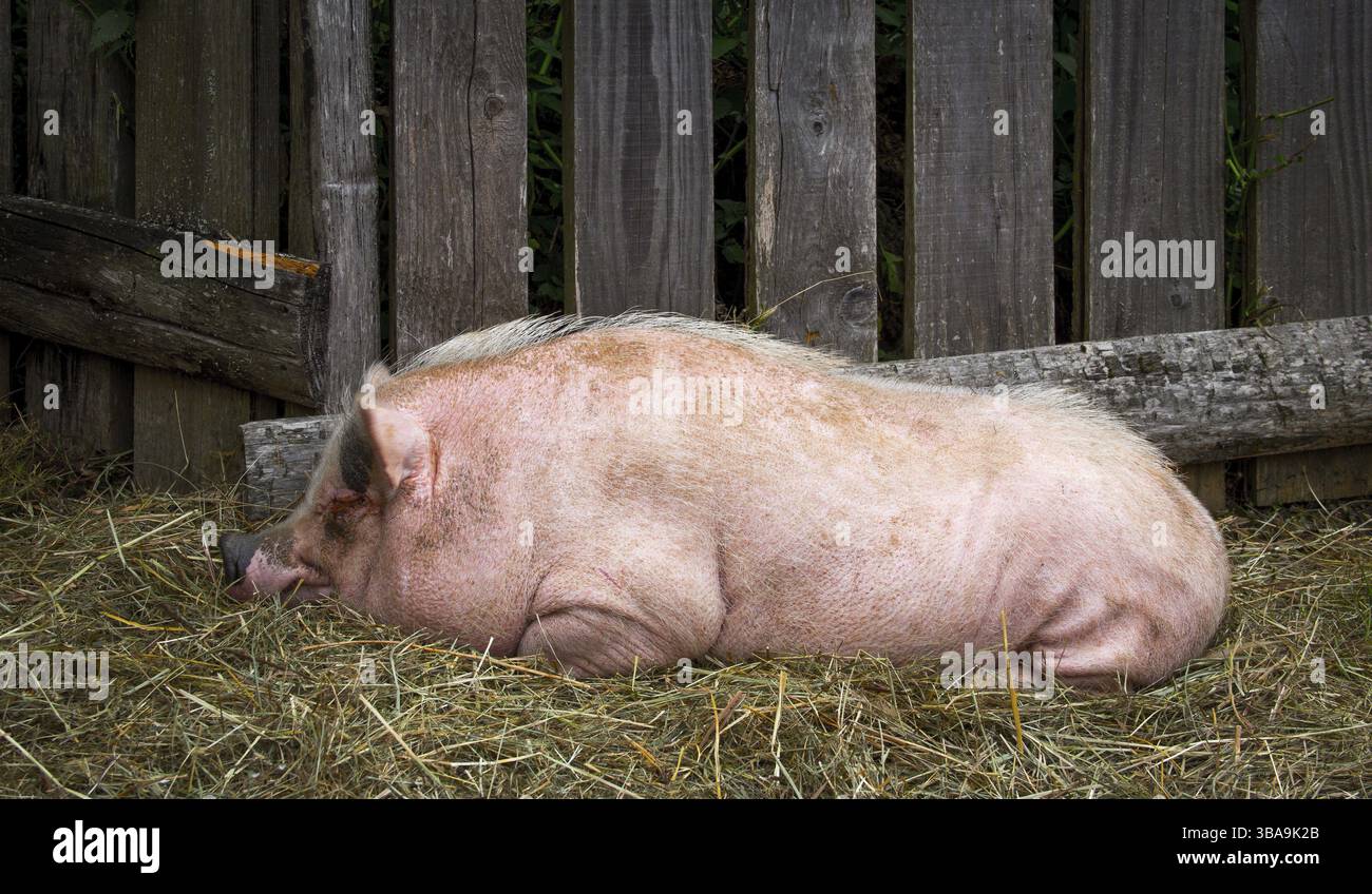 Close up of a pig at a french farm Stock Photo - Alamy