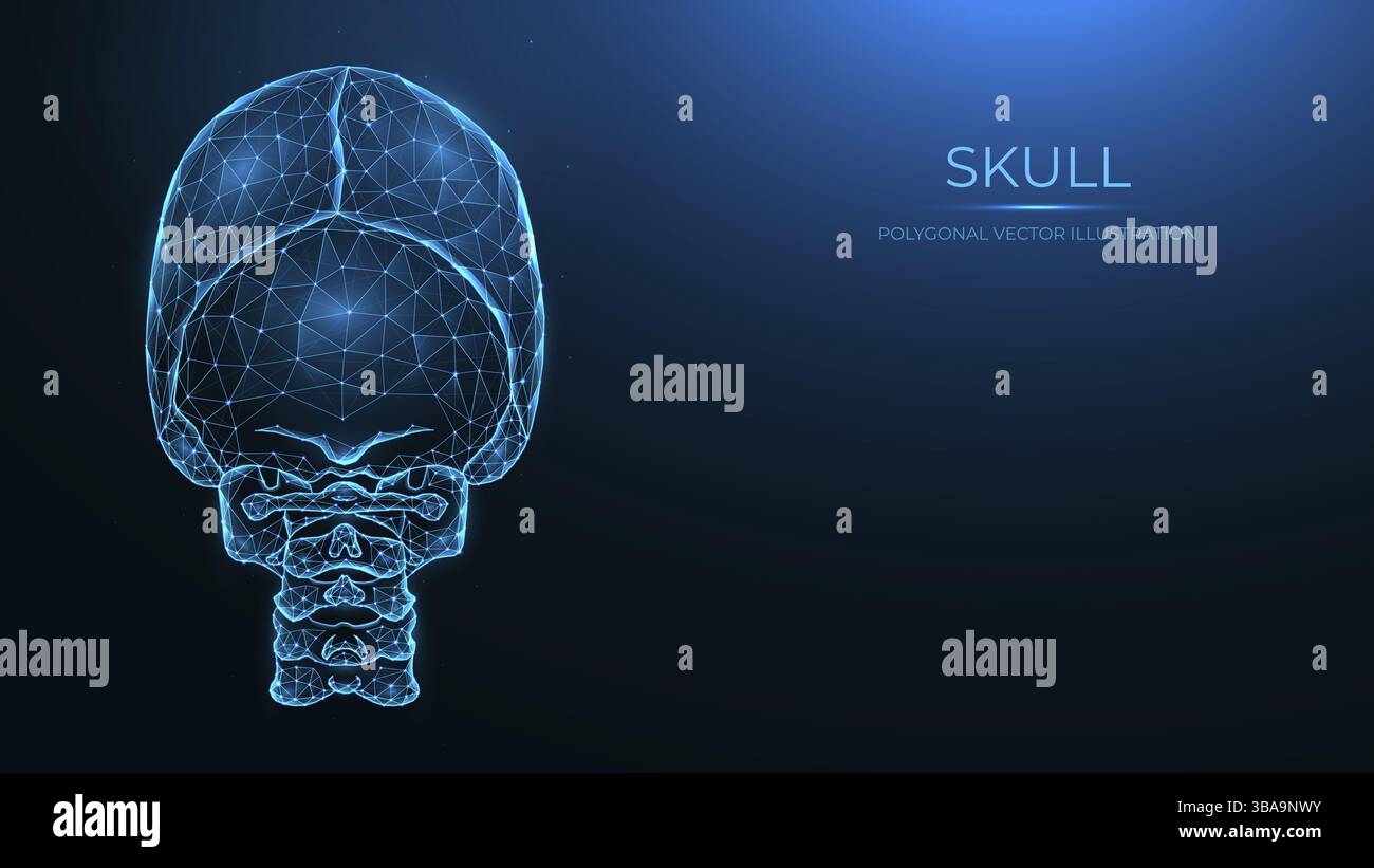 Polygonal vector illustration of a human skull, back view. Anatomical model of the skull and ...