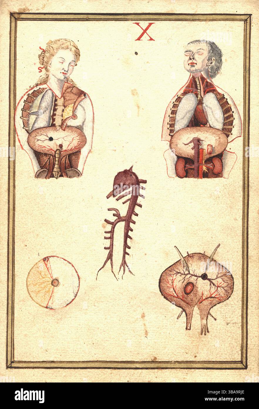 Human organs historical hi-res stock photography and images - Alamy
