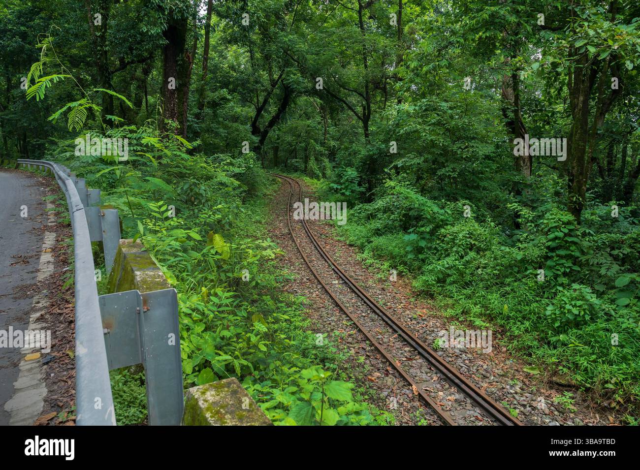 Toy train line, narrow gauge train line passing through Himalayan jungle. Darjeeling Himalayan ...