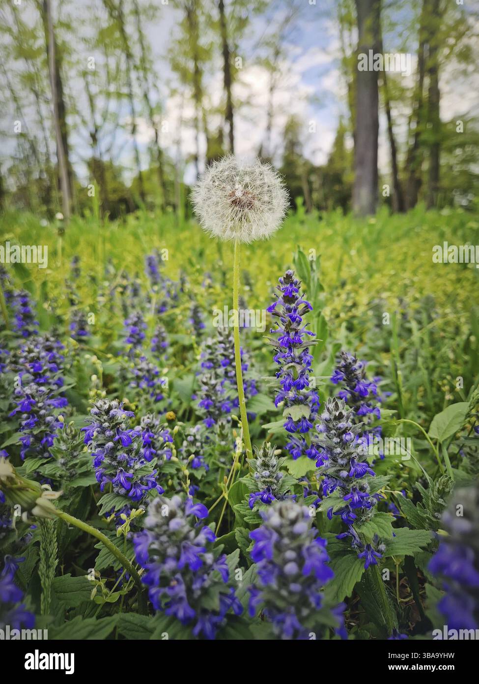 Close-up dandelion blowball grow in the spring meadow through purple ...