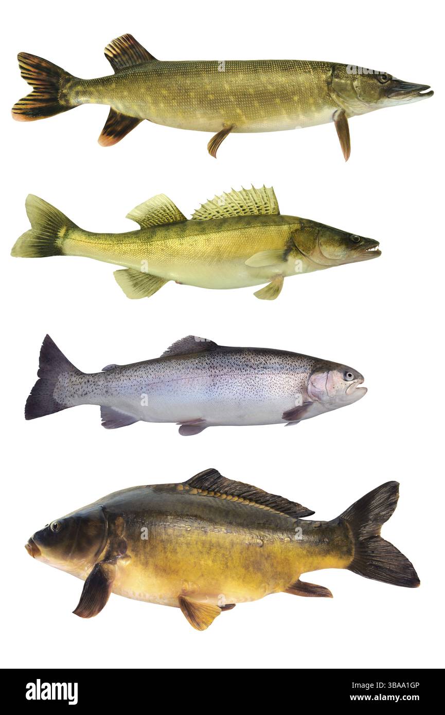 Salmo carpio Cut Out Stock Images & Pictures - Alamy