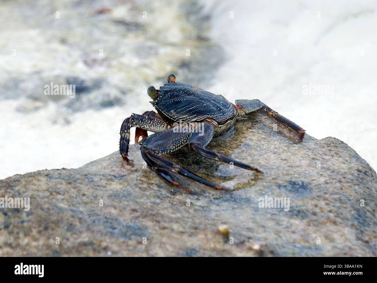 thin-shelled rock crab, Natal lightfoot crab, Grapsus tenuicrustatus ...