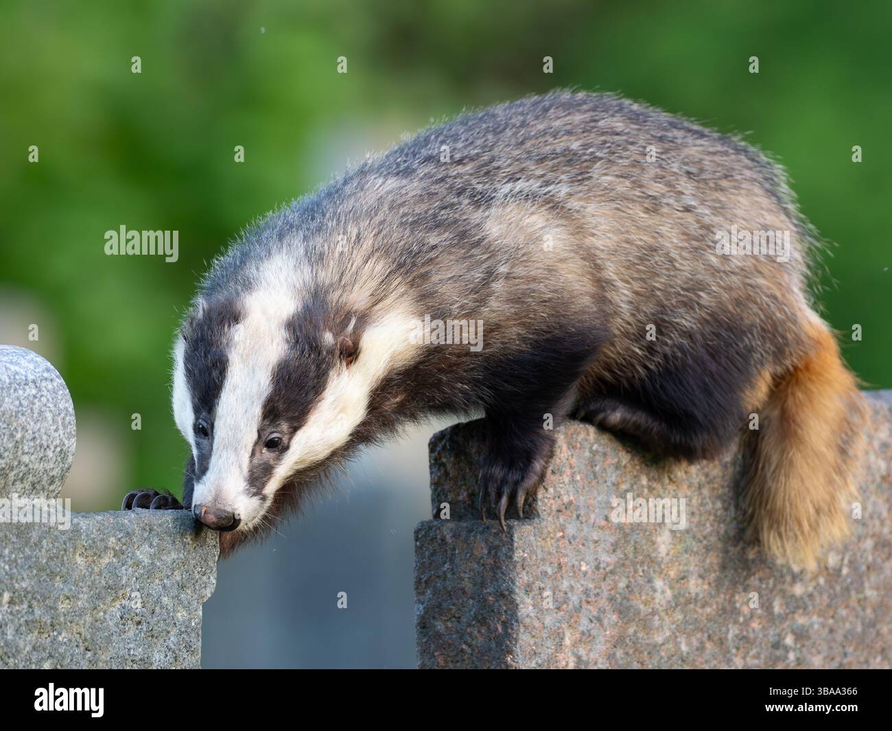 wild badger in a churchyard UK [ Meles Meles ] Stock Photo - Alamy
