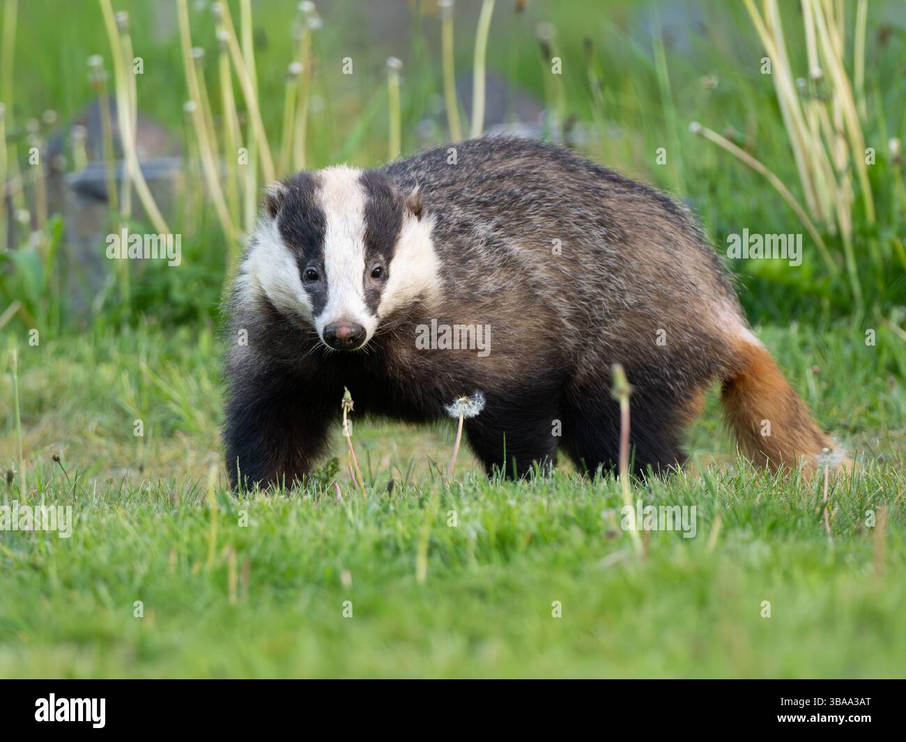Mr badger wind in the willows hi-res stock photography and images - Alamy
