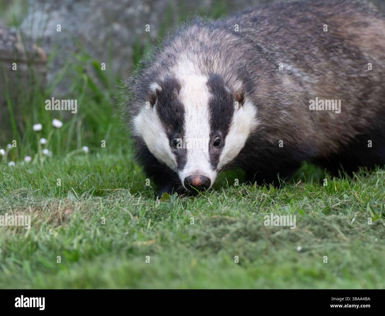 wild badger in a churchyard UK [ Meles Meles ] Stock Photo - Alamy