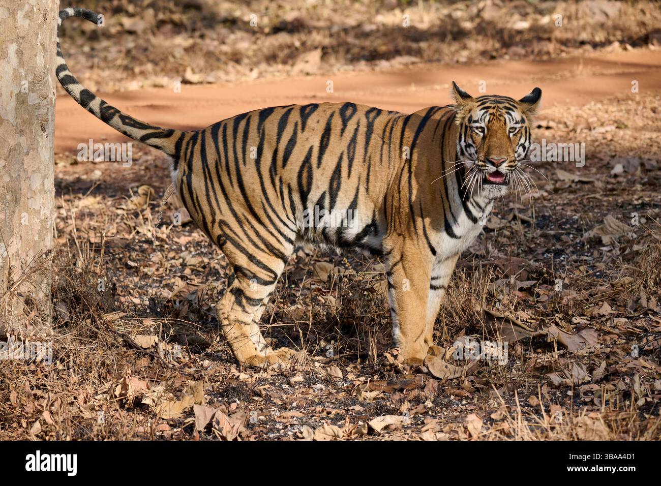 Bengal tiger (Panthera tigris tigris) marking territory, Tadoba-Andhari ...