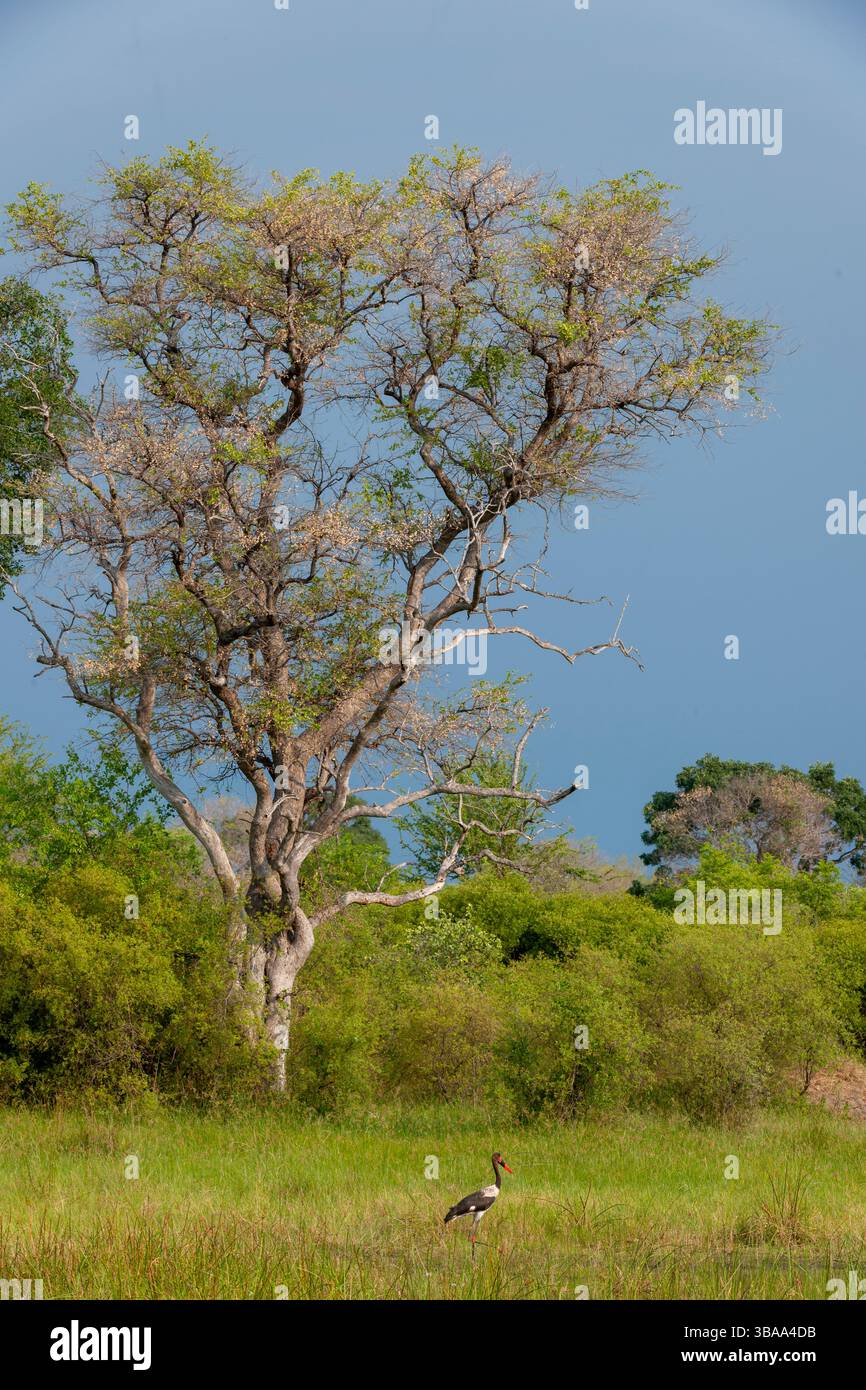 Combretum hi-res stock photography and images - Alamy