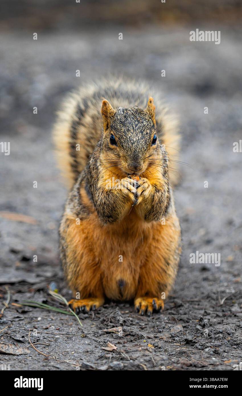 Photo of a common city squirrel sitting upright and eating nuts in a ...