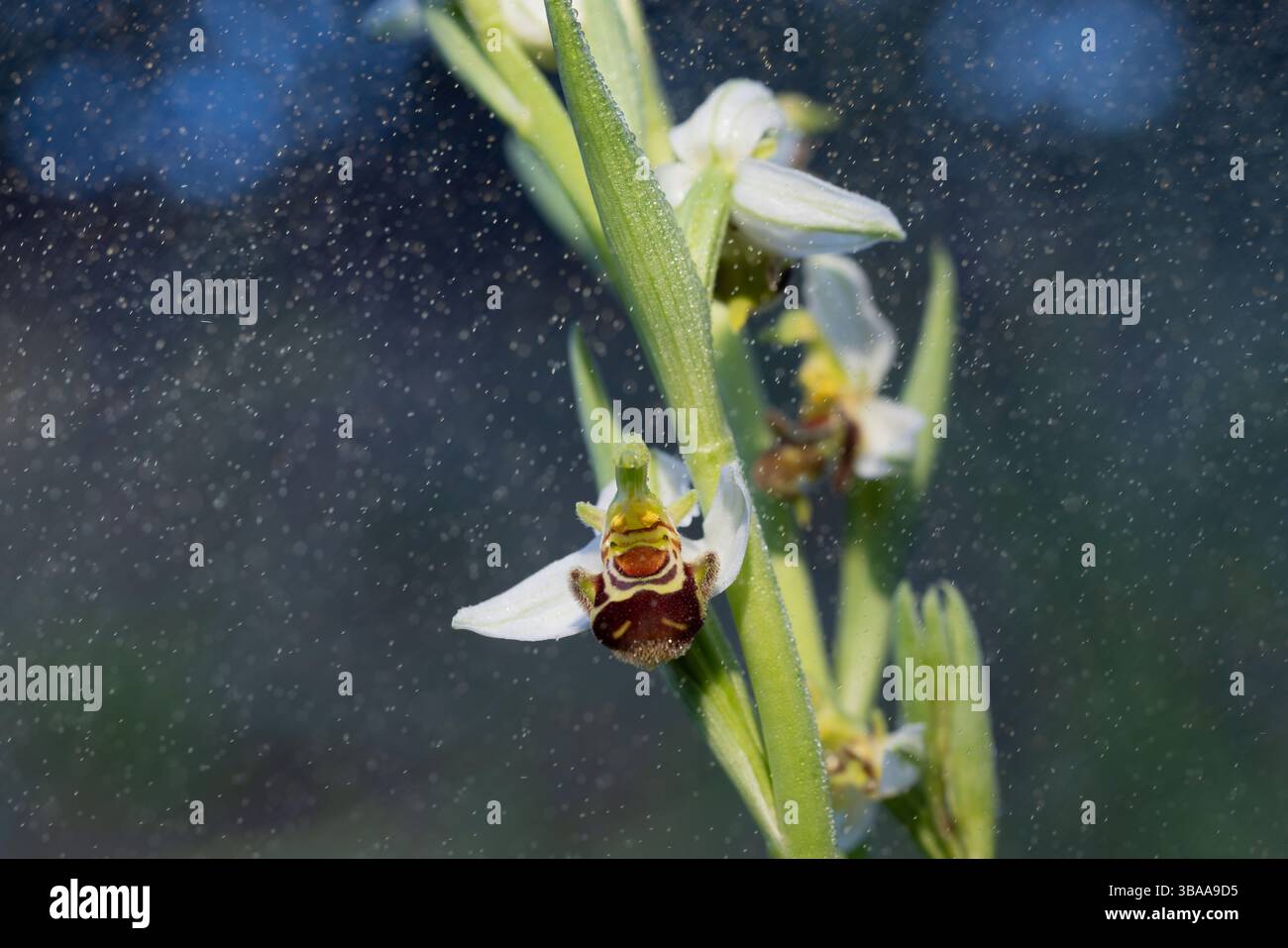 Bee orchid ophrys apifera botanical nature hi-res stock photography and ...