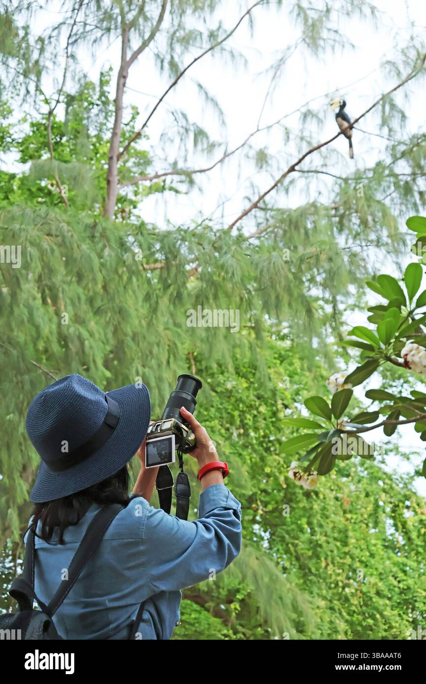 Visitor capturing photos of Oriental Pied Hornbill on Koh Paluai island ...