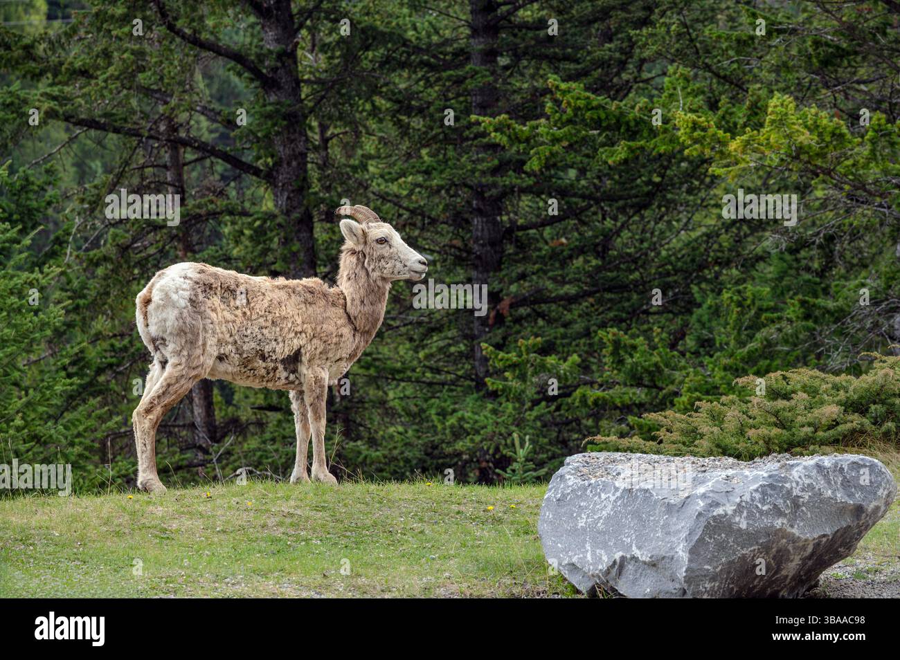 Standing yearling bighorn sheep (Ovis canadensis) on a ridge in Banff ...