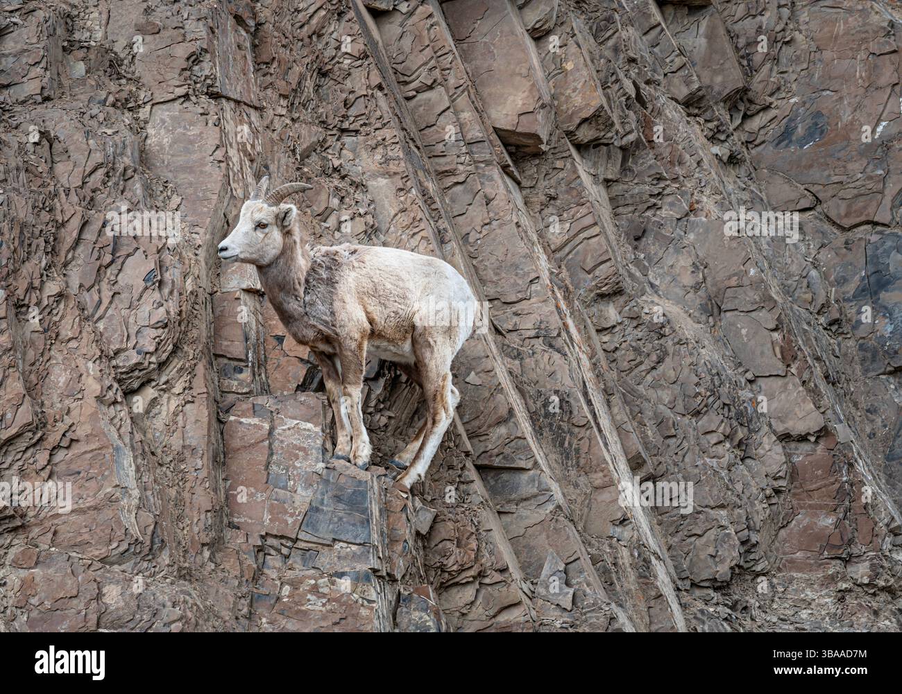 Yearling bighorn sheep (Ovis canadensis) standing on a steep cliff in ...