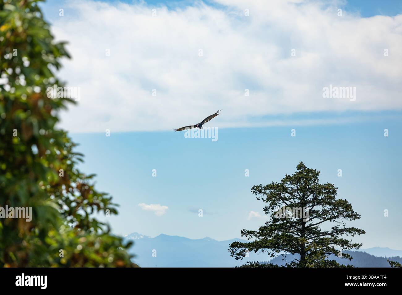 Turkey Vulture Flying Again Blue Sky in Canada Vancouver Island. Turkey ...