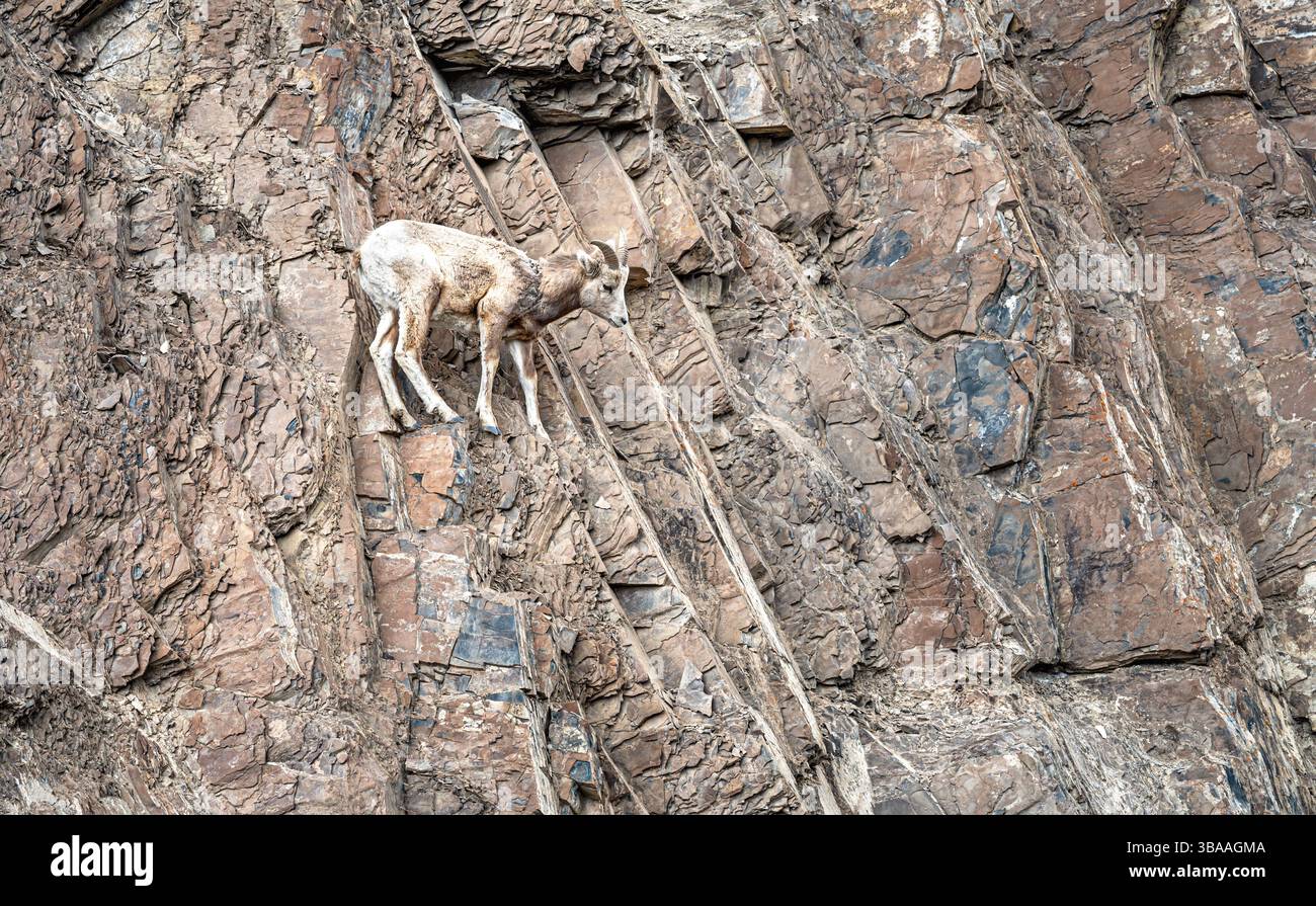 Yearling bighorn sheep (Ovis canadensis) travelling on a steep cliff in ...