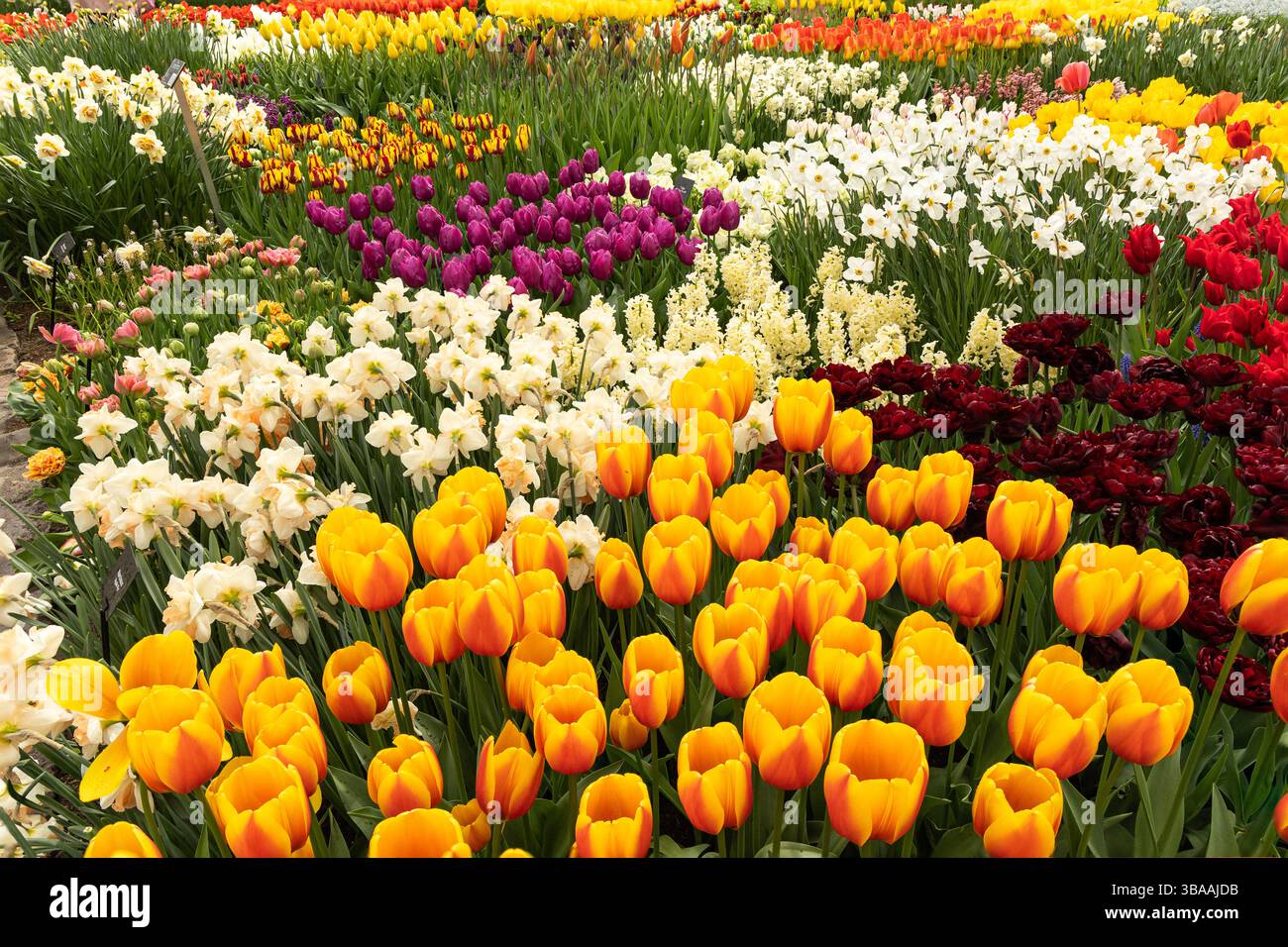 Tulip Display at Keukenhof, near Amsterdam, Holland Stock Photo - Alamy