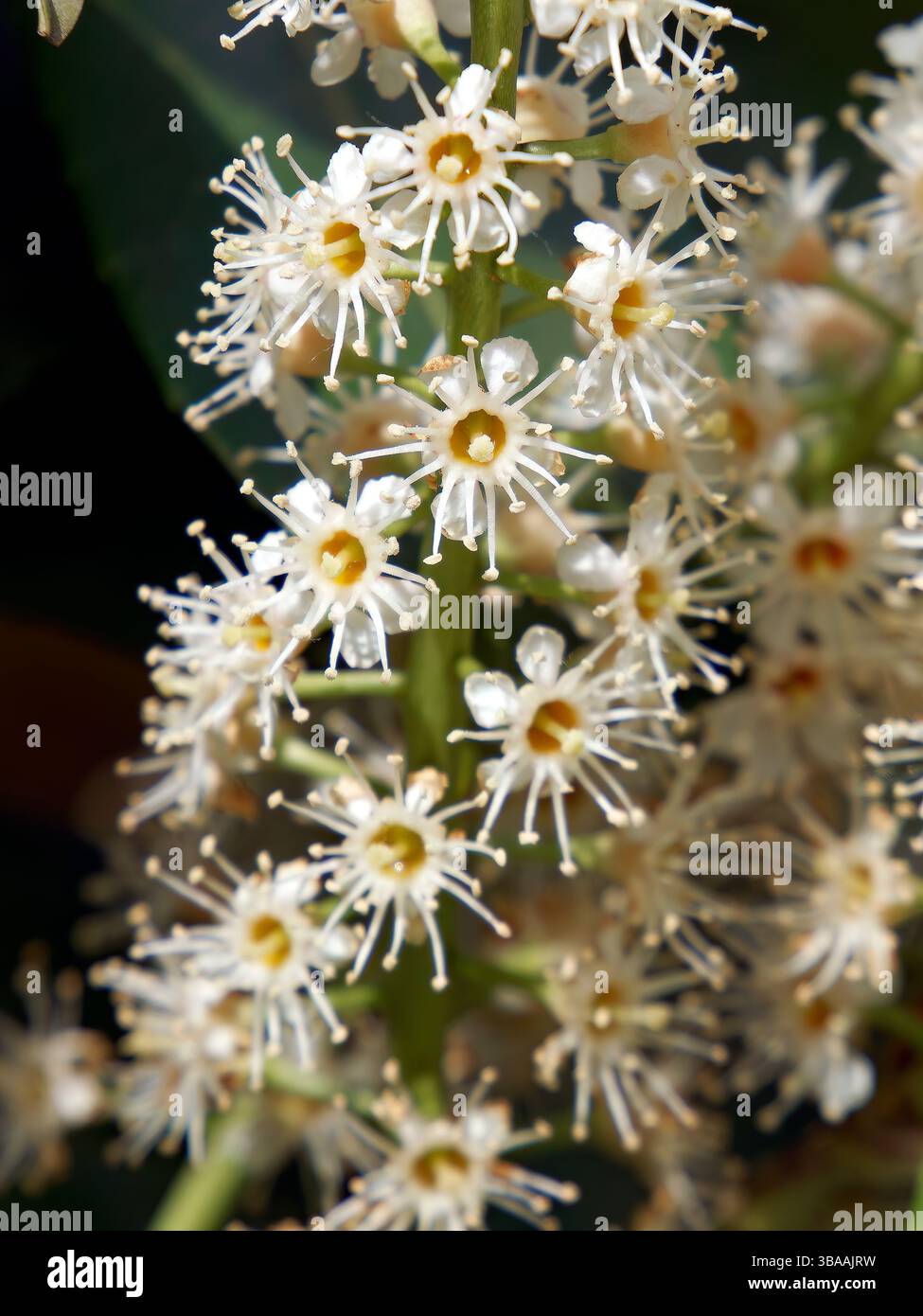 cherry laurel, common laurel, English laurel, Lorbeerkirsche ...