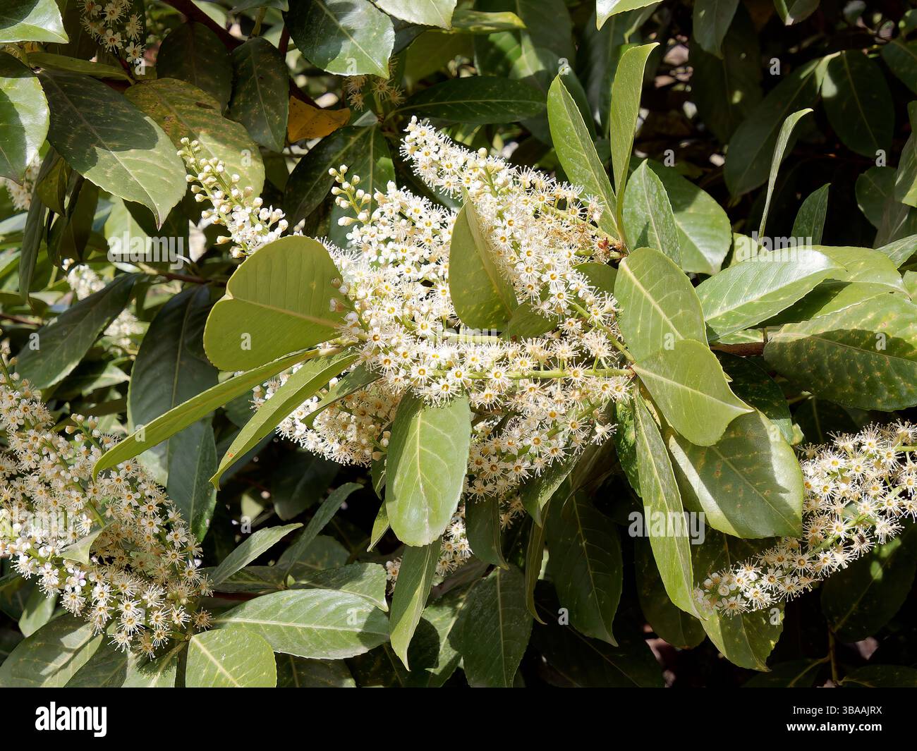 cherry laurel, common laurel, English laurel, Lorbeerkirsche ...