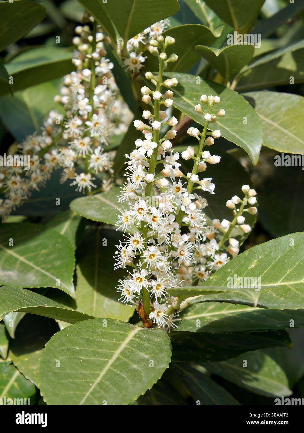 cherry laurel, common laurel, English laurel, Lorbeerkirsche, Kirschlorbeer, Laurier-cerise ...