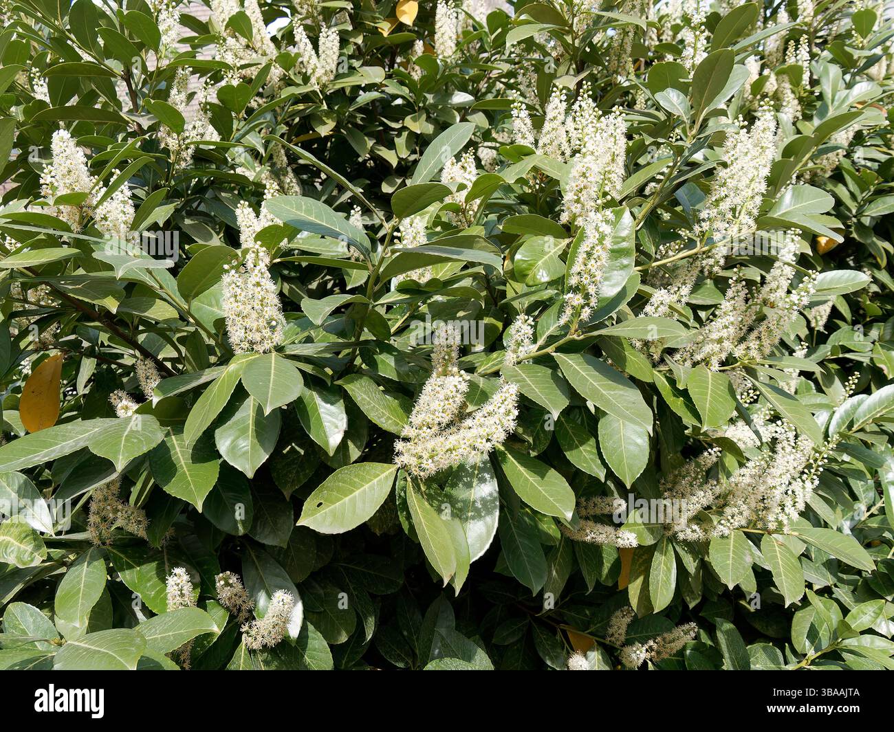 cherry laurel, common laurel, English laurel, Lorbeerkirsche, Kirschlorbeer, Laurier-cerise ...