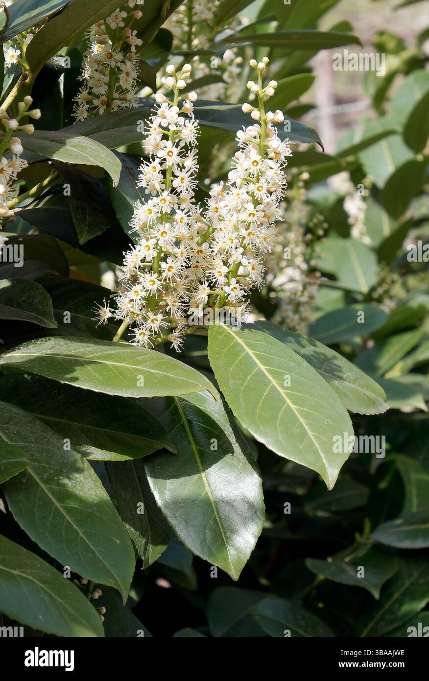 cherry laurel, common laurel, English laurel, Lorbeerkirsche, Kirschlorbeer, Laurier-cerise ...