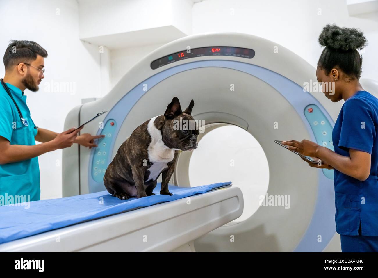 MRI. Veterinarians preparing for MRI procedure for the dog Stock Photo ...