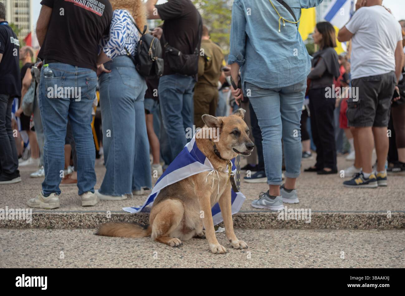 Tel Aviv, Israel. 12th May, 2025. A dog stands as Israelis gather at ...