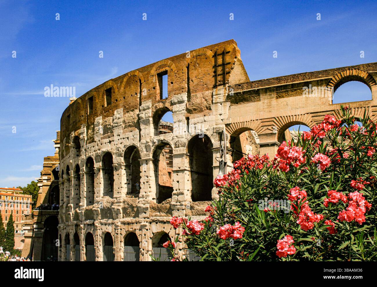 Pink Oleander Flowers in the Foreground of The Colosseum in Rome Stock ...