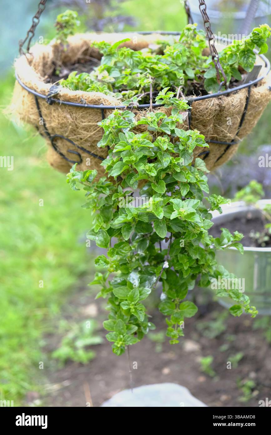 Trailing Indian Mint (Satureja douglasii) growing in a coir-lined ...