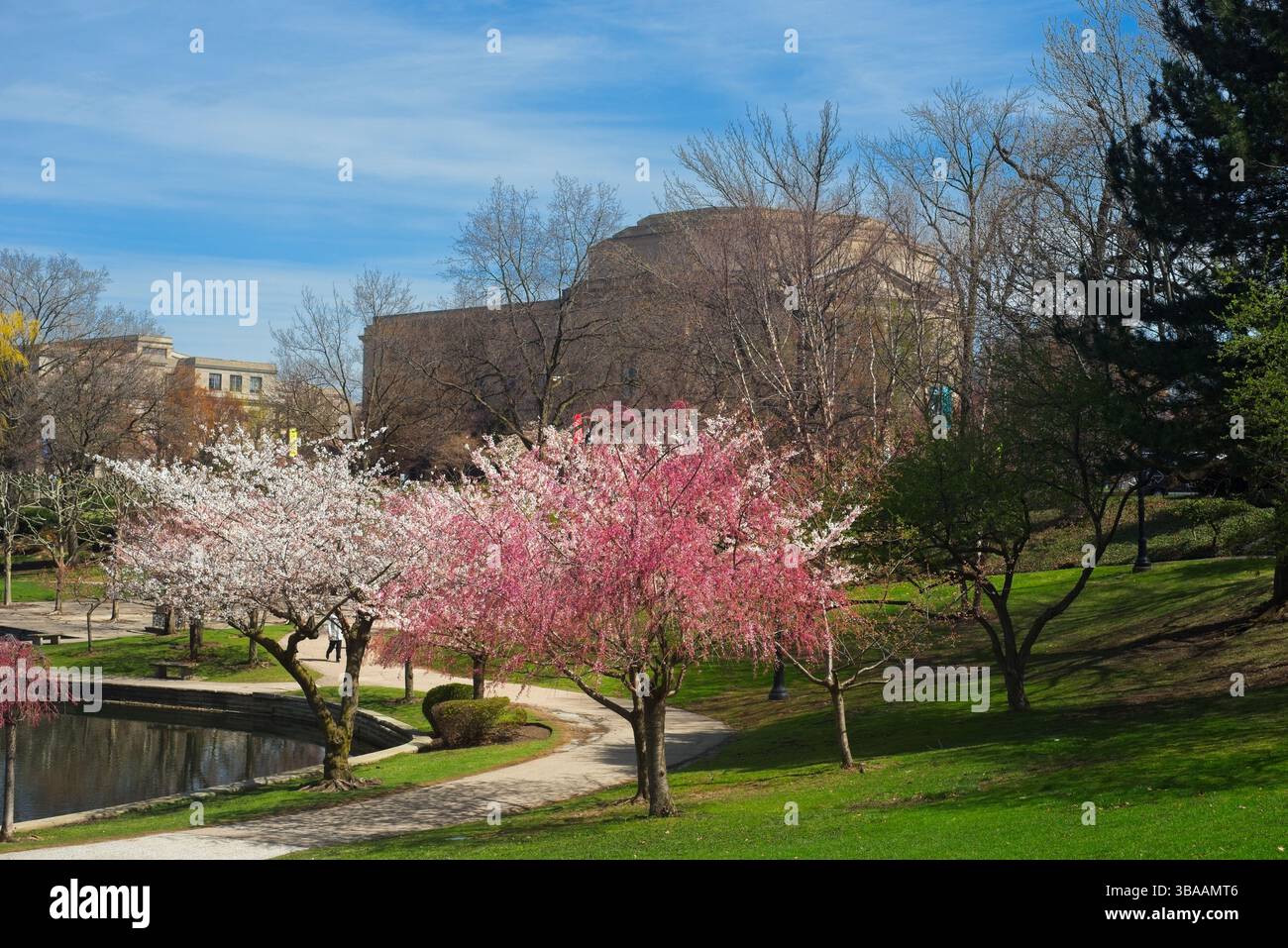 Flowering cherry trees straddle the walkway at the southern end of Wade ...