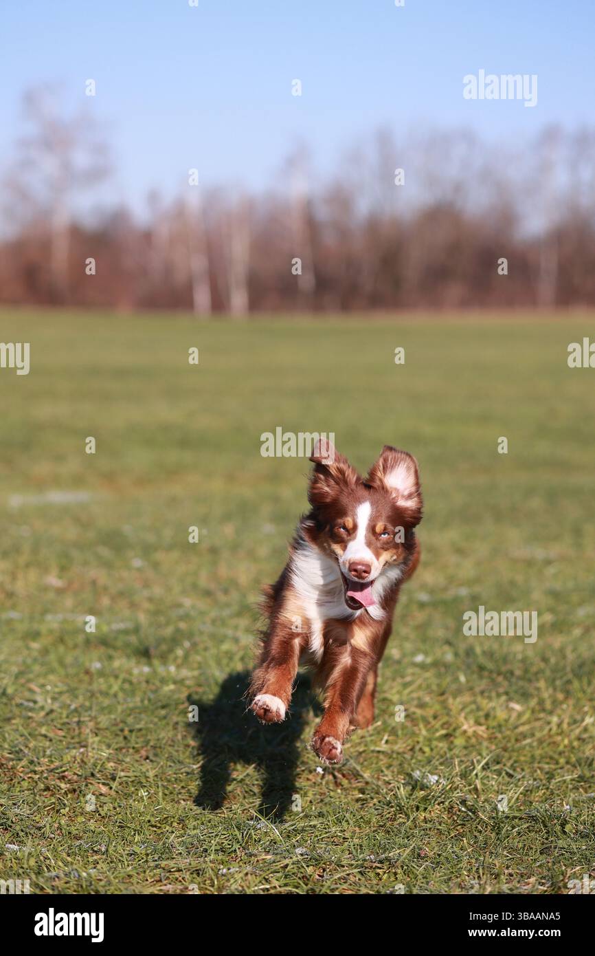 Mini aussie running in hi-res stock photography and images - Alamy