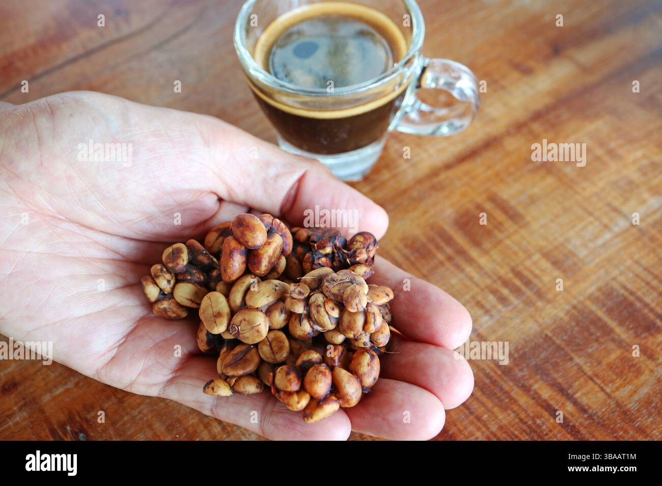 Dried Civet Feces before the Process of Producing Civet Coffee Beans ...
